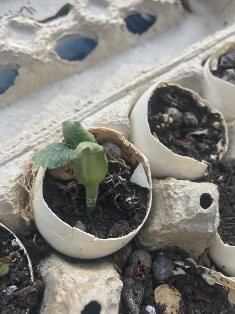 4 Easy Steps to Starting Seeds in Eggshells - That Homestead